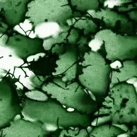 Frog Brain Cells [IMAGE] | EurekAlert! Science News Releases