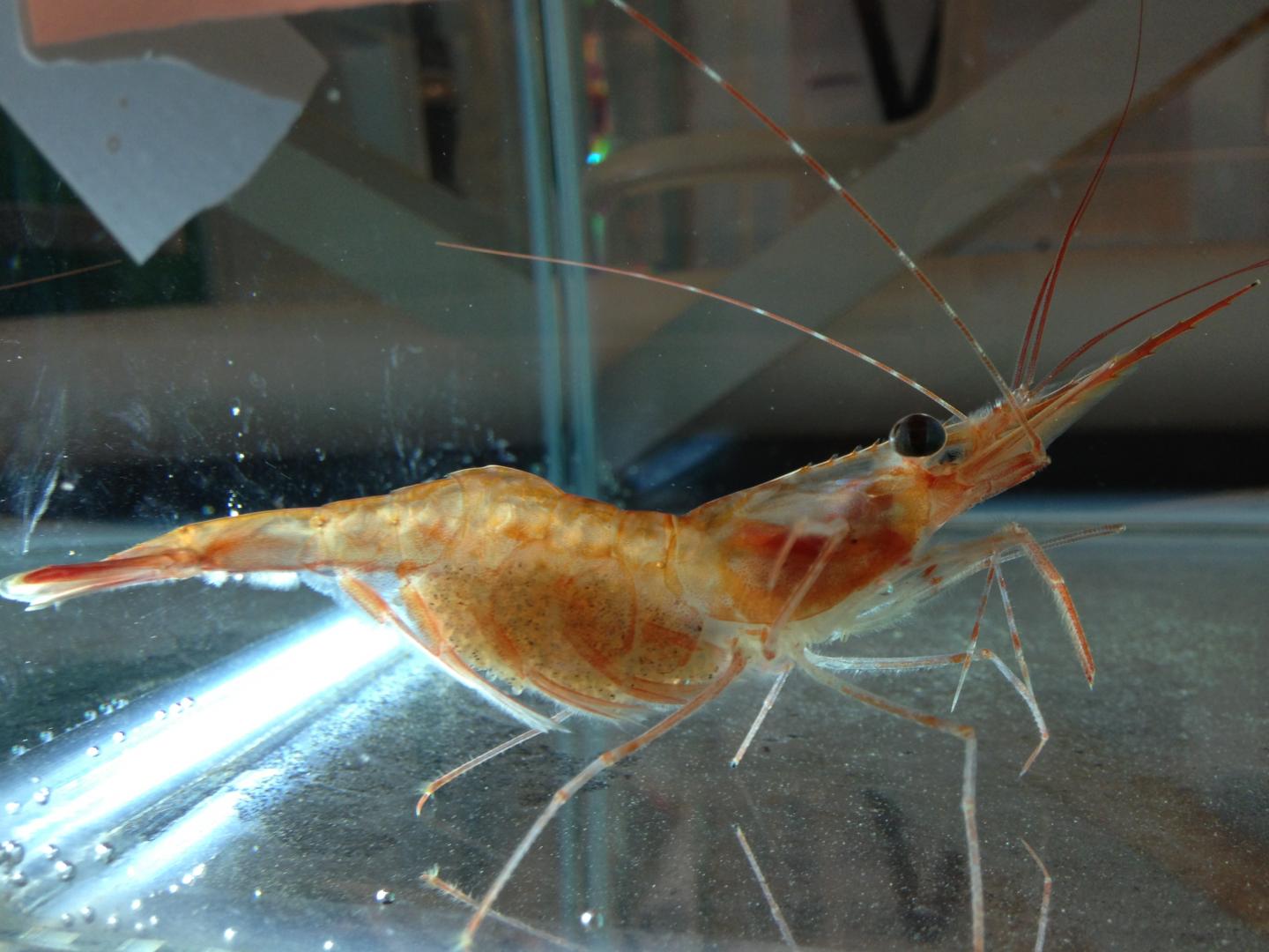 Northern Shrimp [IMAGE] | EurekAlert! Science News Releases
