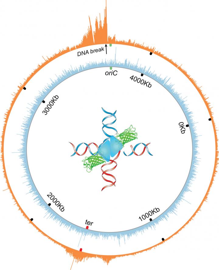 Holliday Junction Map [IMAGE] | EurekAlert! Science News Releases