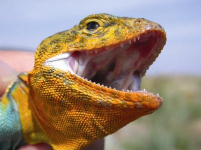 Male Lizard Threat Display [IMAGE] | EurekAlert! Science News Releases