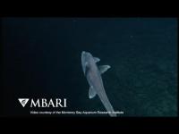 280 million-year-old fossil reveals origins o | EurekAlert!