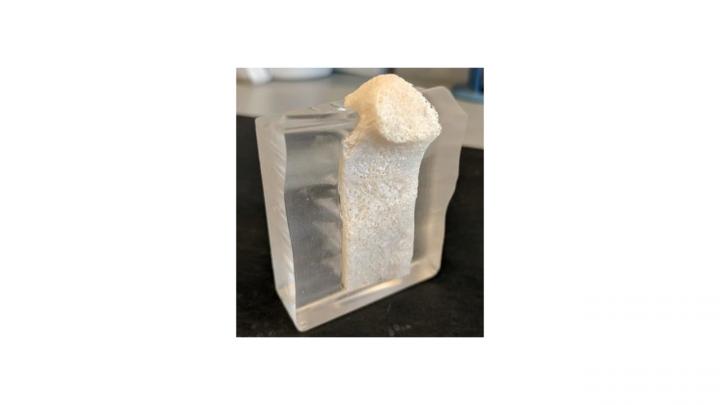 Scaffold in the bioreactor [IMAGE] | EurekAlert! Science News Releases