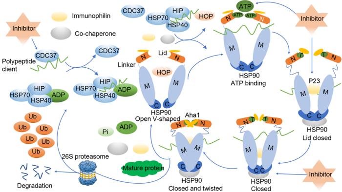 HSP90 chaperone cycle process [IMAGE] | EurekAlert! Science News Releases