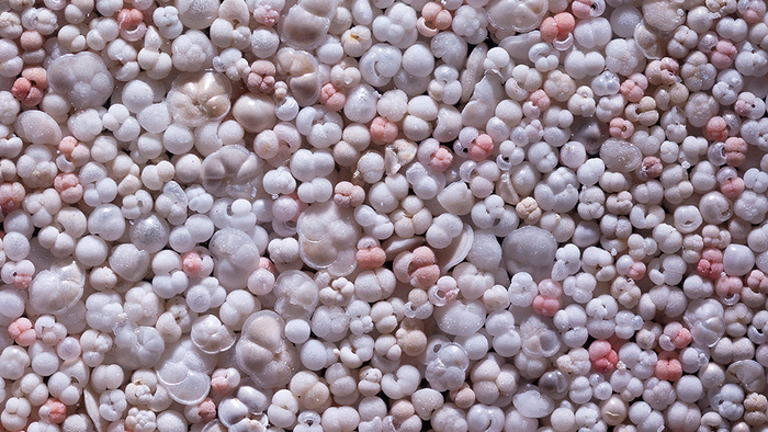 Plankton Foraminifera [IMAGE] | EurekAlert! Science News Releases