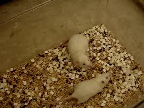 Ear Defects Linked to Hyperactive Behavior (2 | EurekAlert!