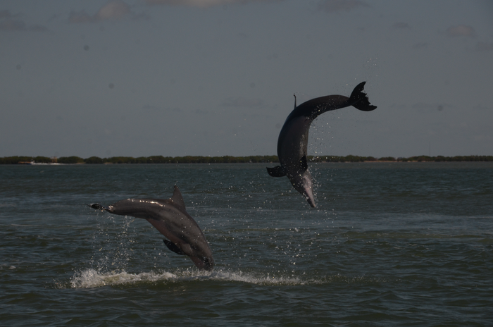 Dolphins in action [IMAGE] | EurekAlert! Science News Releases