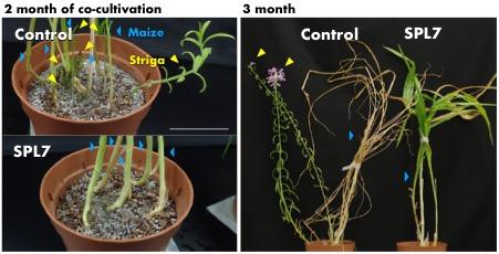 SPL7 Induces Suicide Germinati [IMAGE] | EurekAlert! Science News Releases
