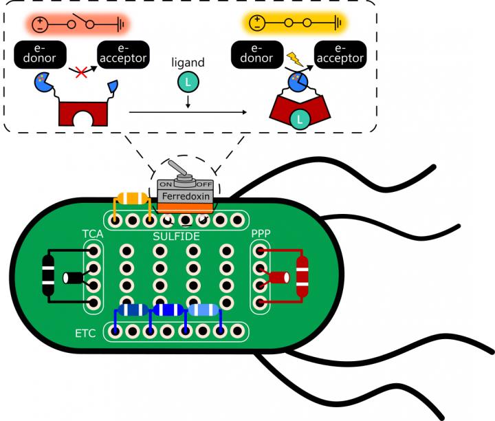 E. coli [IMAGE] | EurekAlert! Science News Releases