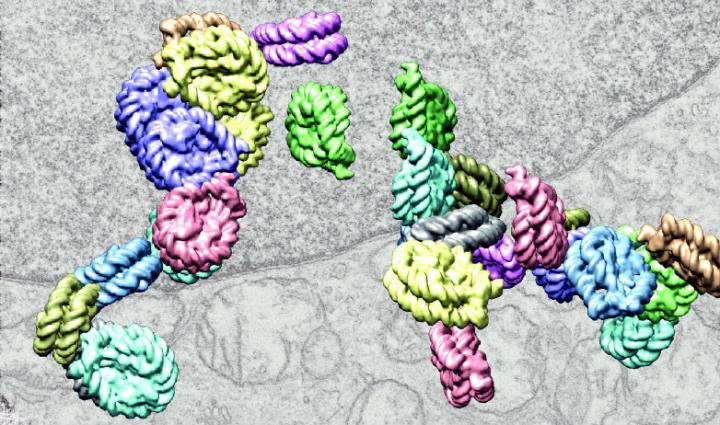 Chromatin Folding [IMAGE] | EurekAlert! Science News Releases