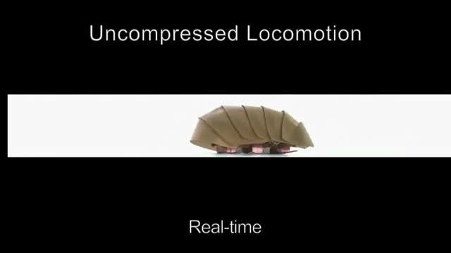 Cockroach inspires robot that squeezes throug | EurekAlert!