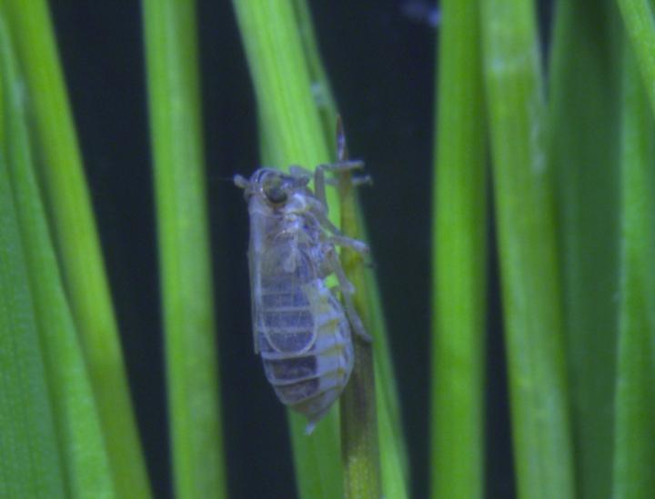 Scientists unlock planthoppers' potential to | EurekAlert!