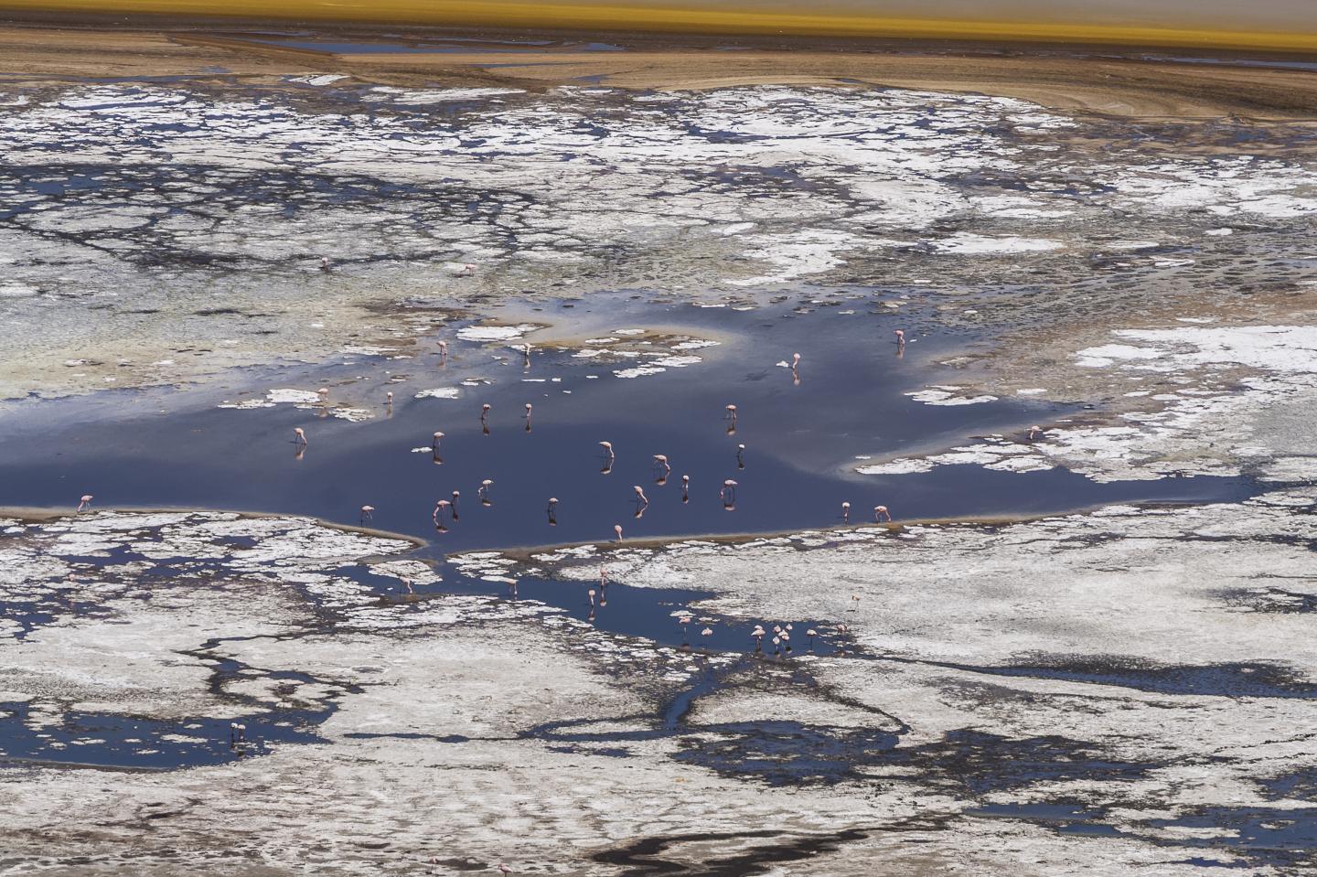 Lesser Flamingo [IMAGE] | EurekAlert! Science News Releases