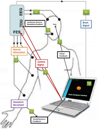 BCI-FES Device [IMAGE] | EurekAlert! Science News Releases