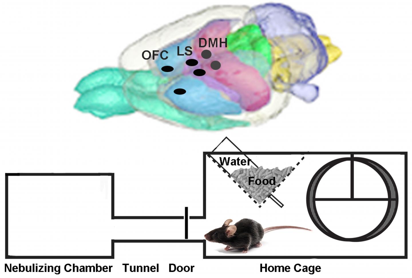 Will run for meth | EurekAlert!