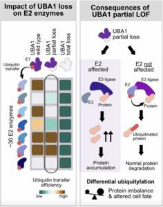 Exploring UBA1 dysfunction in VEXAS syndrome | EurekAlert!