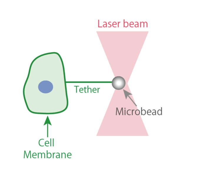 Glossary: Optical tweezers [IMAGE] | EurekAlert! Science News Releases