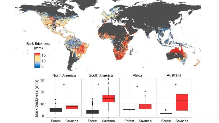 Bark Thickness across the Glob [IMAGE] | EurekAlert! Science News Releases