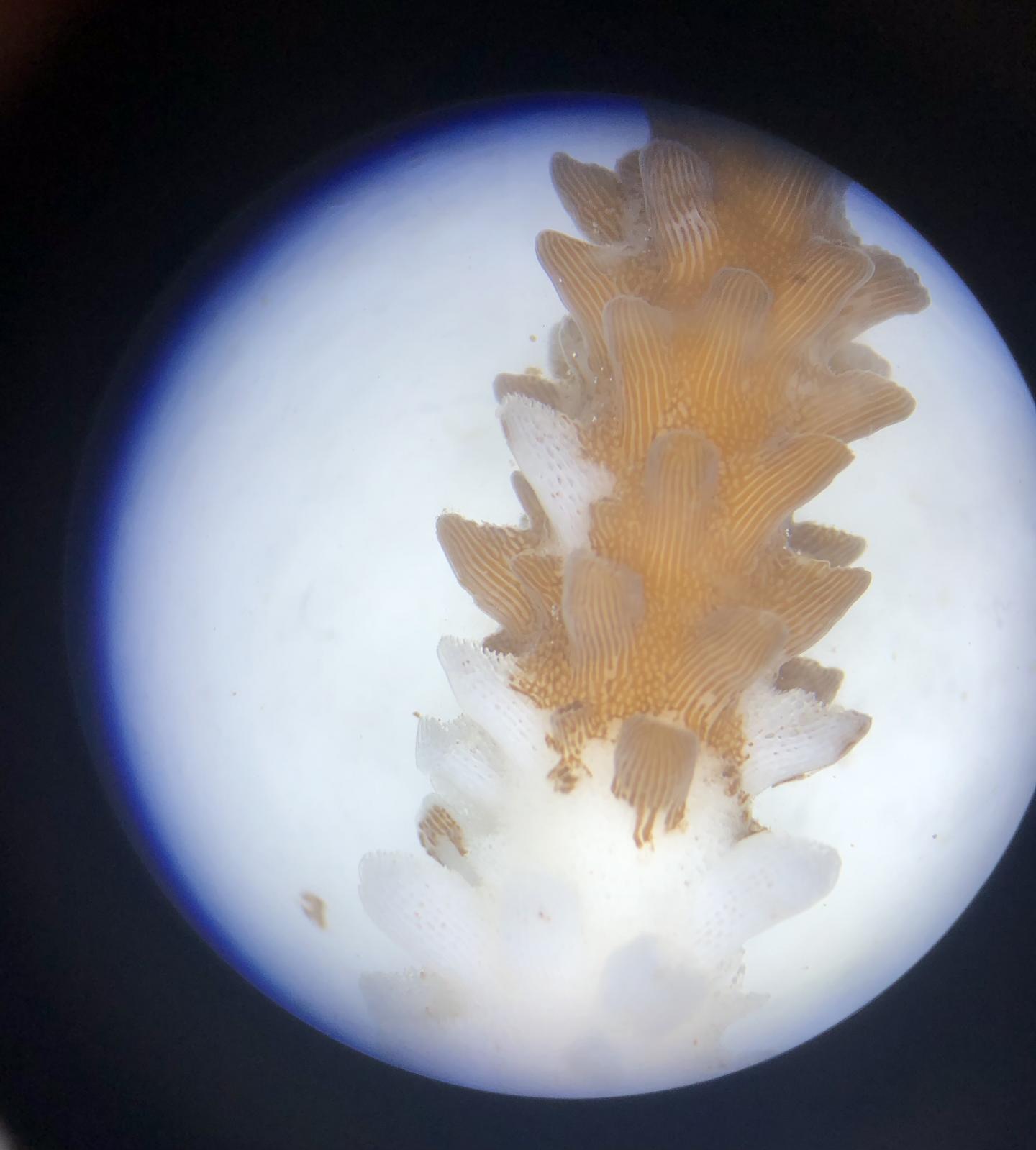 Coral Microscopy [IMAGE] | EurekAlert! Science News Releases