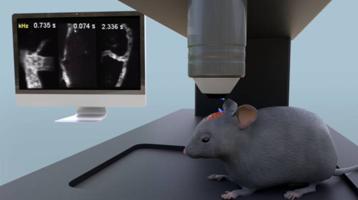 Mouse In Experiment [image] Eurekalert Science News Releases