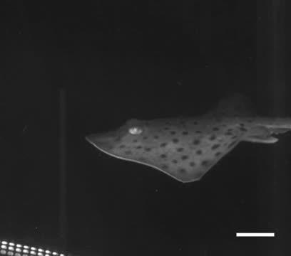 The Debut of a Robotic Stingray, Powered by L | EurekAlert!