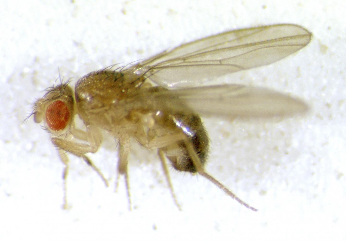 Drosophila [IMAGE] | EurekAlert! Science News Releases
