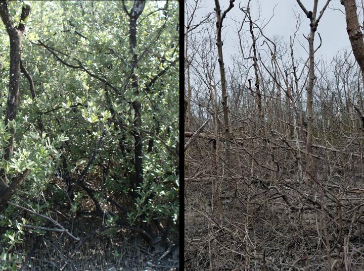 NASA mapping hurricane damage to everglades, | EurekAlert!