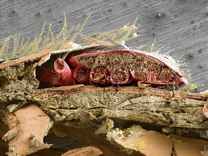 Varroa-Bee CrossSection [IMAGE] | EurekAlert! Science News Releases