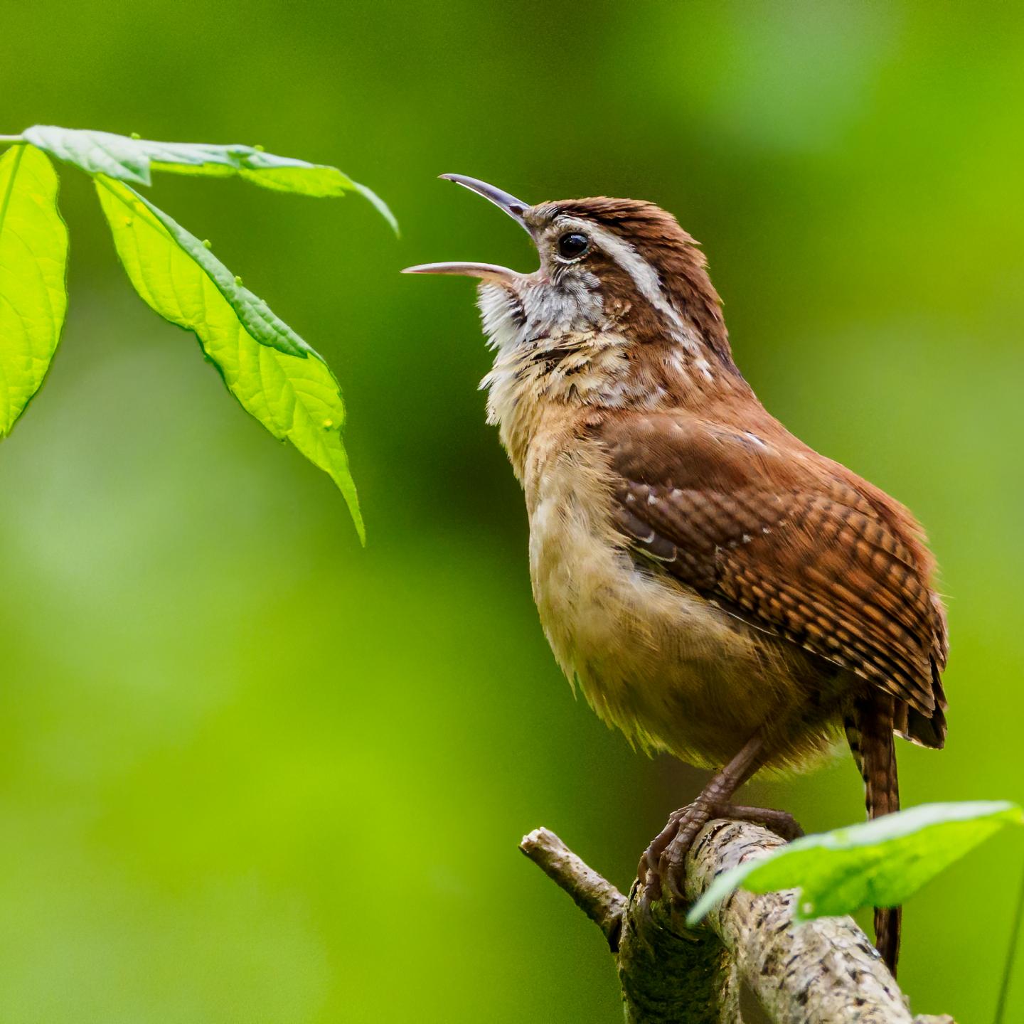 Range shifts in eastern North American birds | EurekAlert!