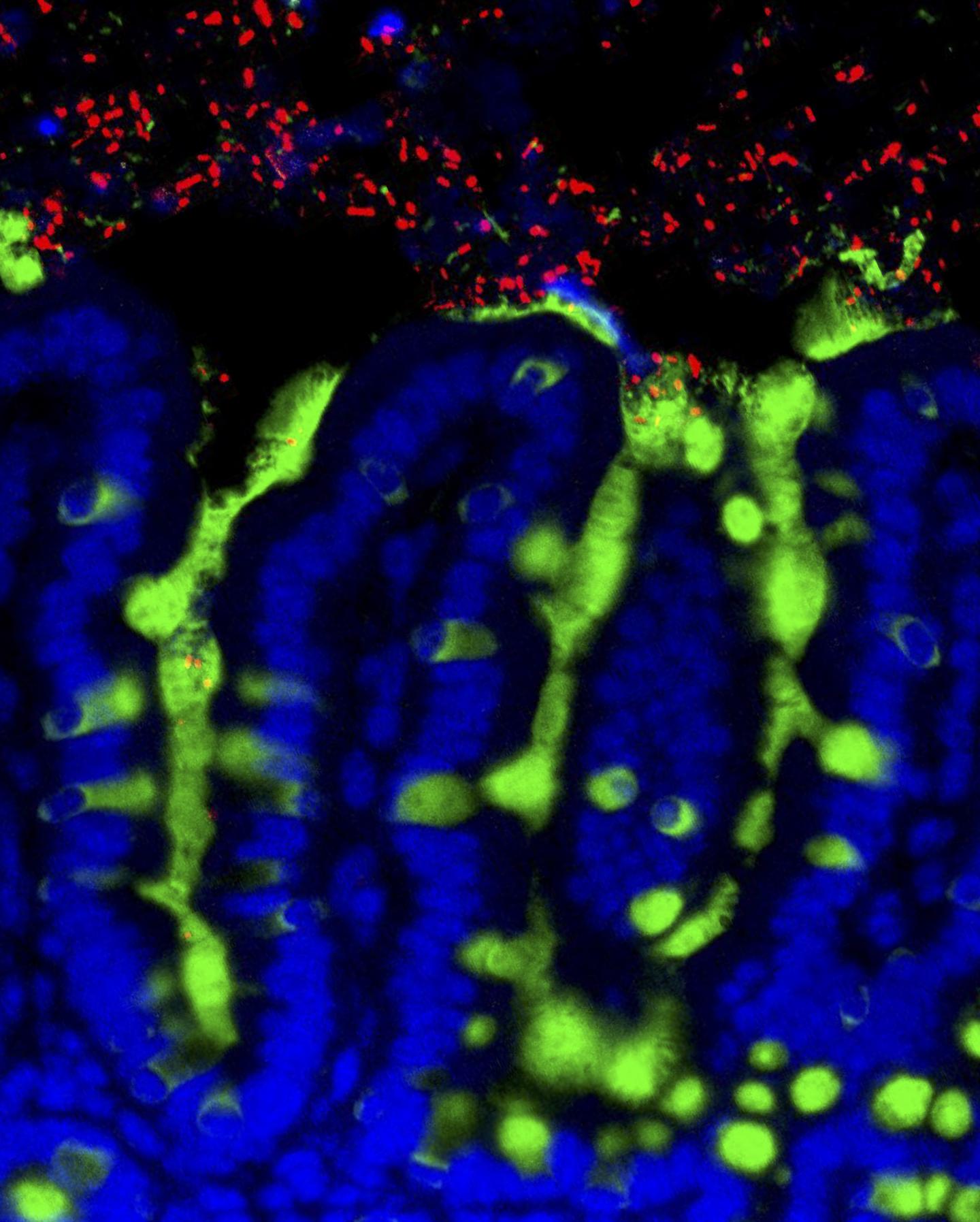 Mouse Small Intestine [IMAGE] | EurekAlert! Science News Releases