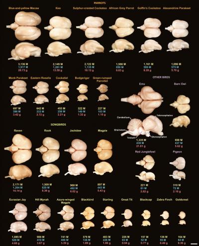 Collection of Avian Brains [IMAGE] | EurekAlert! Science News Releases