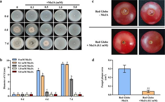 Unlocking the secret to grape white rot resis | EurekAlert!