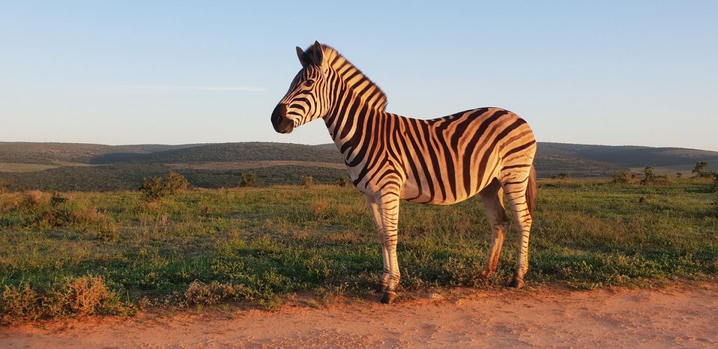 Zebra in the wild [IMAGE] | EurekAlert! Science News Releases