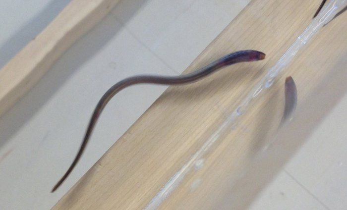 Juvenile Sea Lamprey [IMAGE] | EurekAlert! Science News Releases