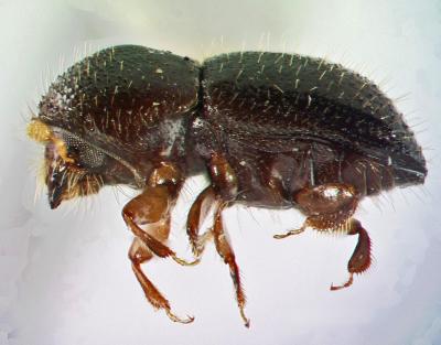 Tea Shot Hole Borer [IMAGE] | EurekAlert! Science News Releases