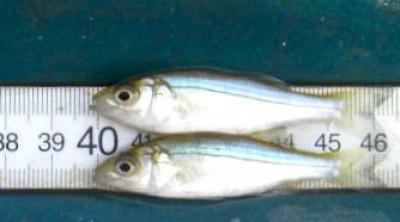 Juvenile Striped Bass [IMAGE] | EurekAlert! Science News Releases