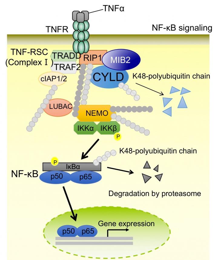 MIB2 Enhances Inflammation by [IMAGE] | EurekAlert! Science News Releases