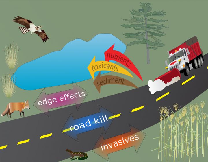 Roads are driving rapid evolutionary change i | EurekAlert!