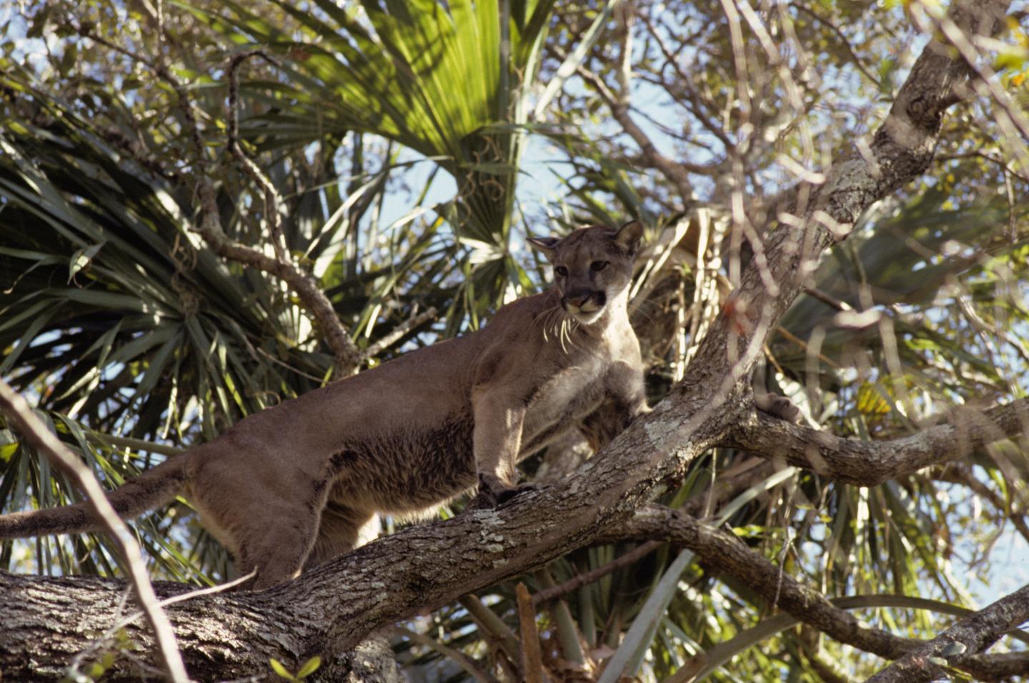 Florida Panther [IMAGE] | EurekAlert! Science News Releases