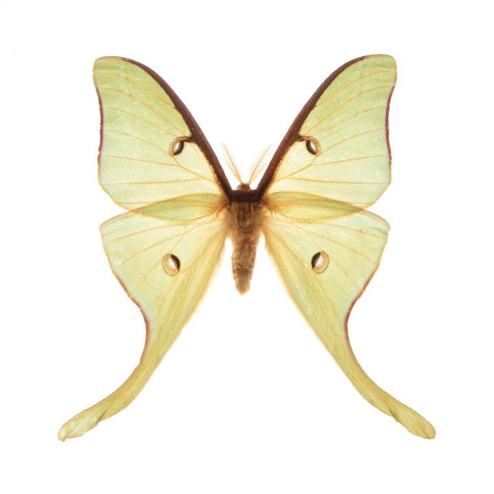 The Ancient Arms Race Between [IMAGE] | EurekAlert! Science News Releases