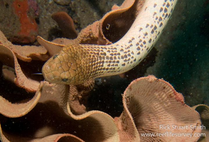 Aipysurus tenuis [IMAGE] | EurekAlert! Science News Releases