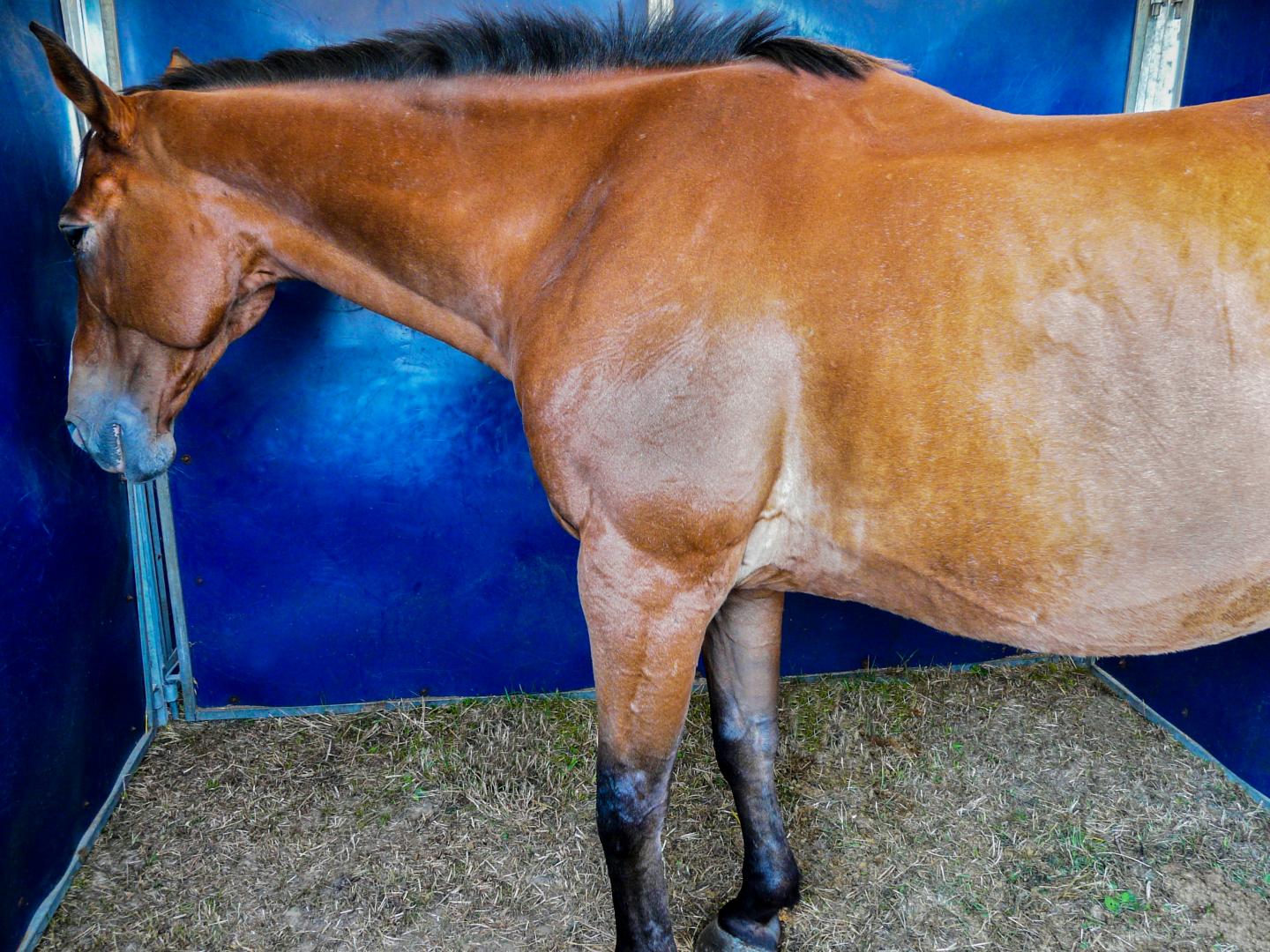 Horse Exhibiting Depressive-Li [IMAGE] | EurekAlert! Science News Releases