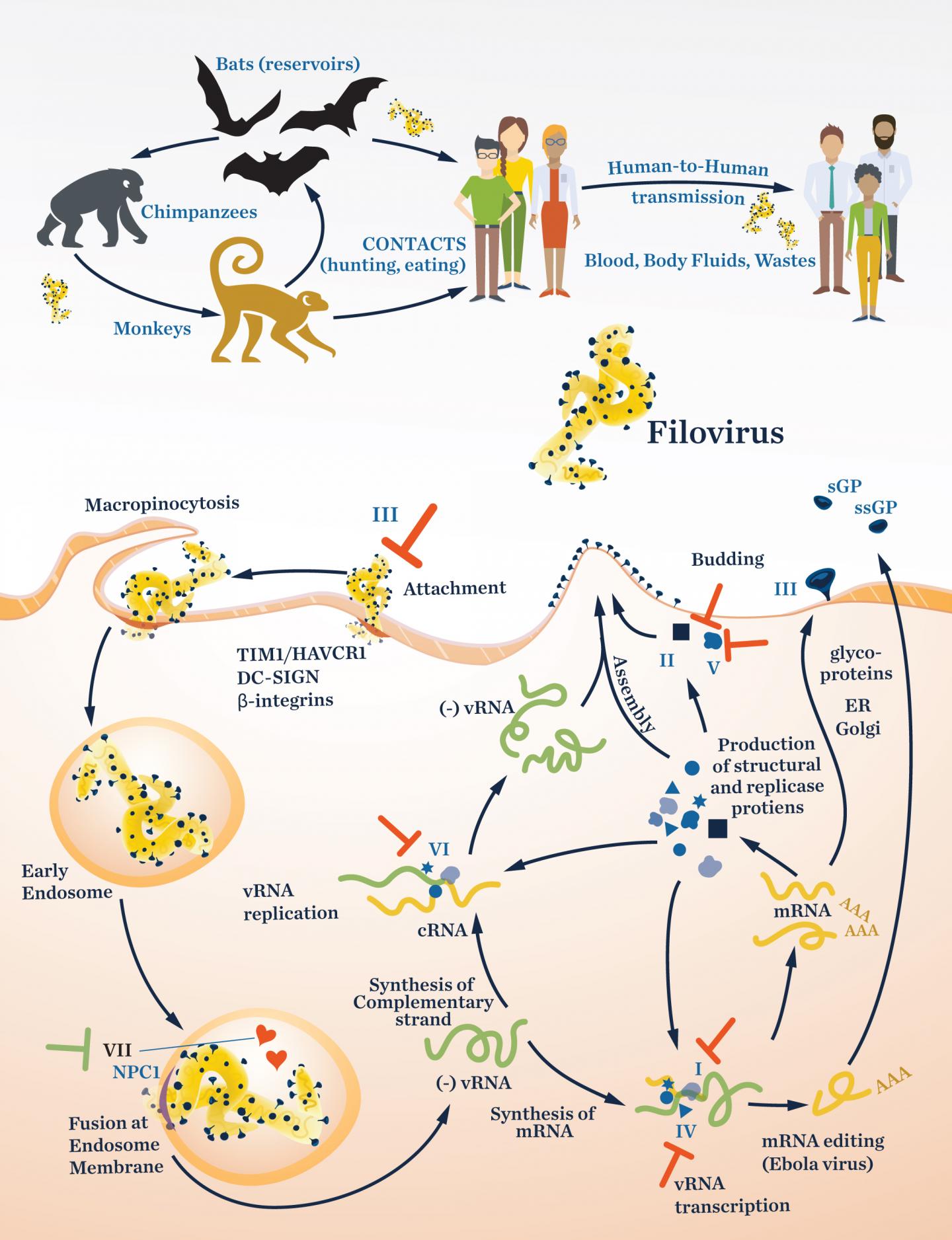 Filovirus life cycle [IMAGE] | EurekAlert! Science News Releases