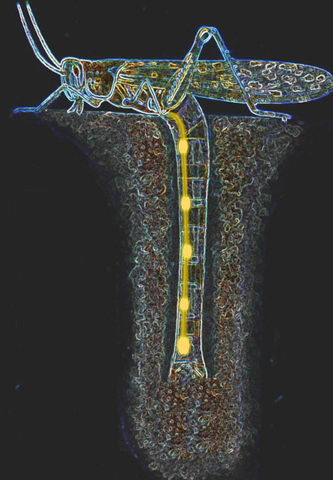 Female Locust [IMAGE] | EurekAlert! Science News Releases