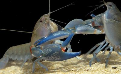Fighting Aussie yabbies don't forget a face - | EurekAlert!