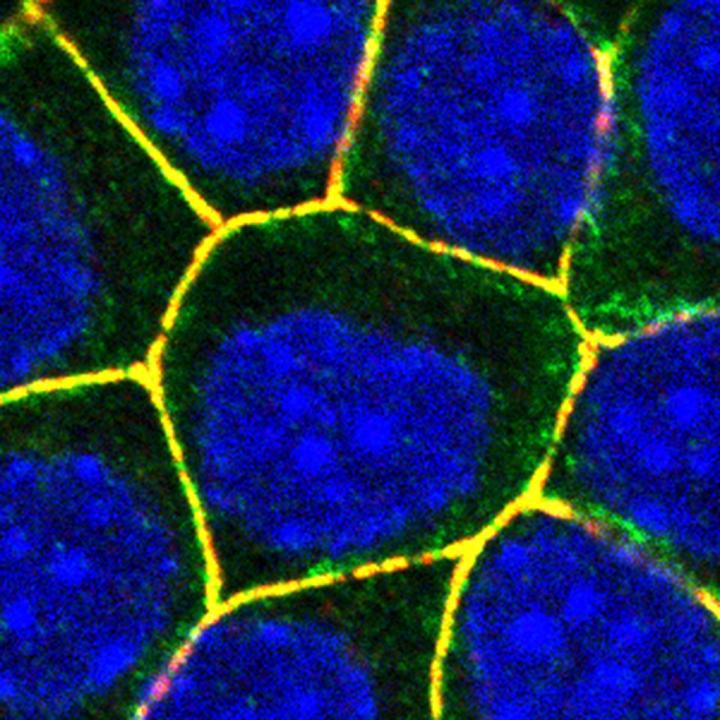 Epithelial Cells [IMAGE] | EurekAlert! Science News Releases