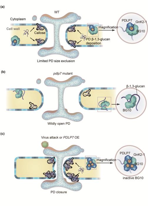 Arabidopsis PDLP7 modulated plasmodesmata fun | EurekAlert!