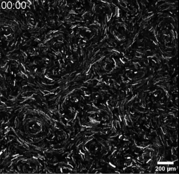 Simple numbers for chaotic flows in active fl | EurekAlert!