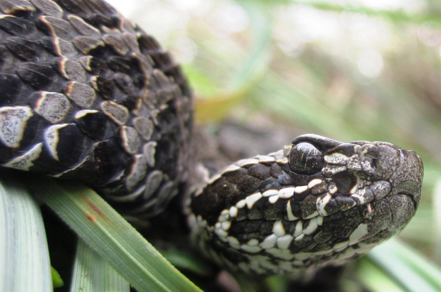 Eastern Massasauga Neonate [IMAGE] | EurekAlert! Science News Releases