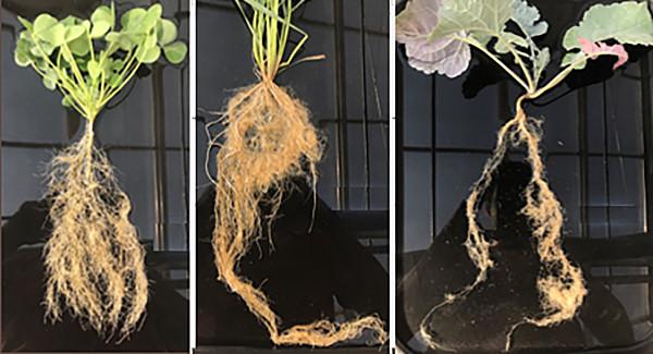Crop roots [IMAGE] | EurekAlert! Science News Releases