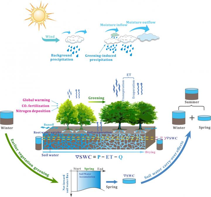 Earlier Spring Vegetation Makes for Drier Sum | EurekAlert!